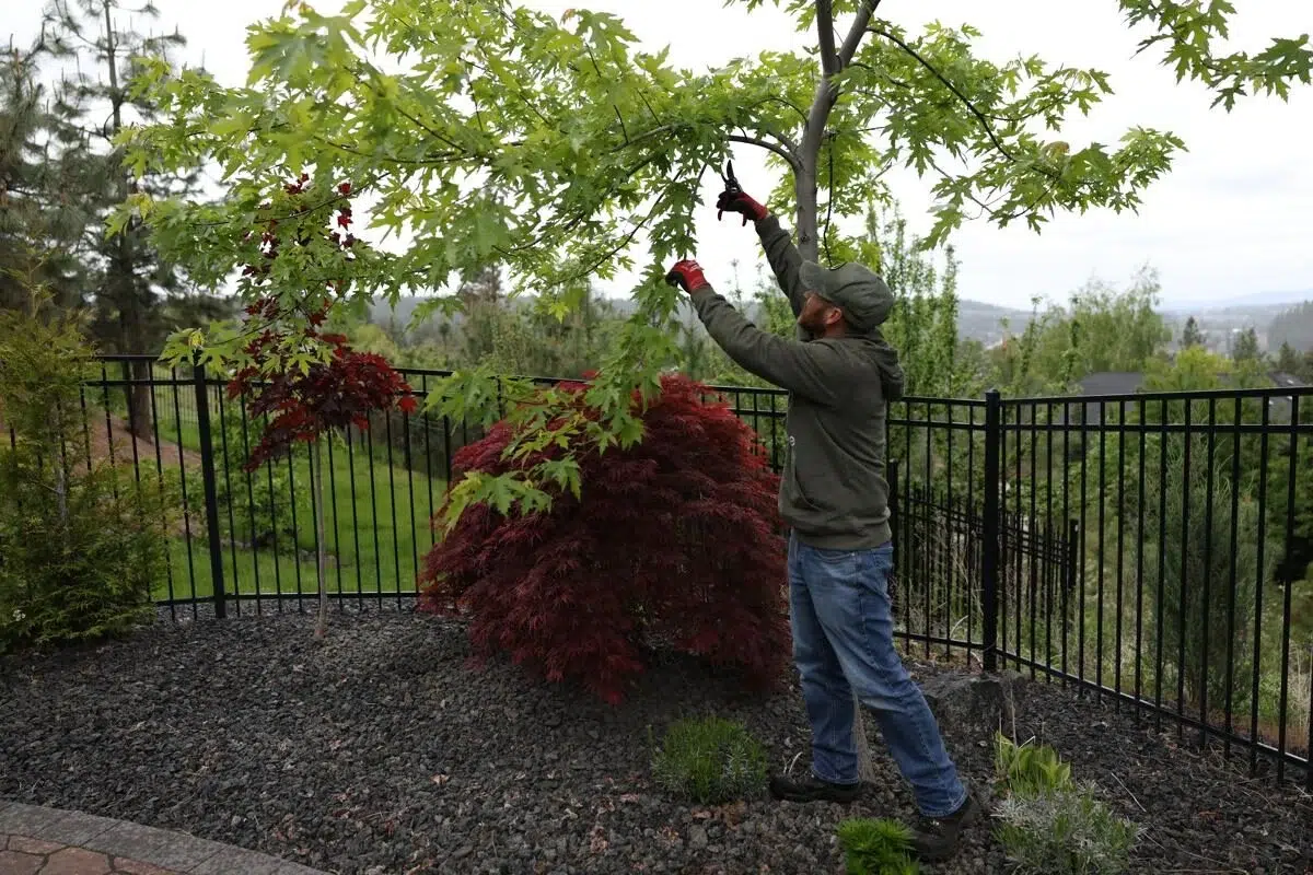 Tree Care Services & Shrub Pruning by Spokane Greenscapes